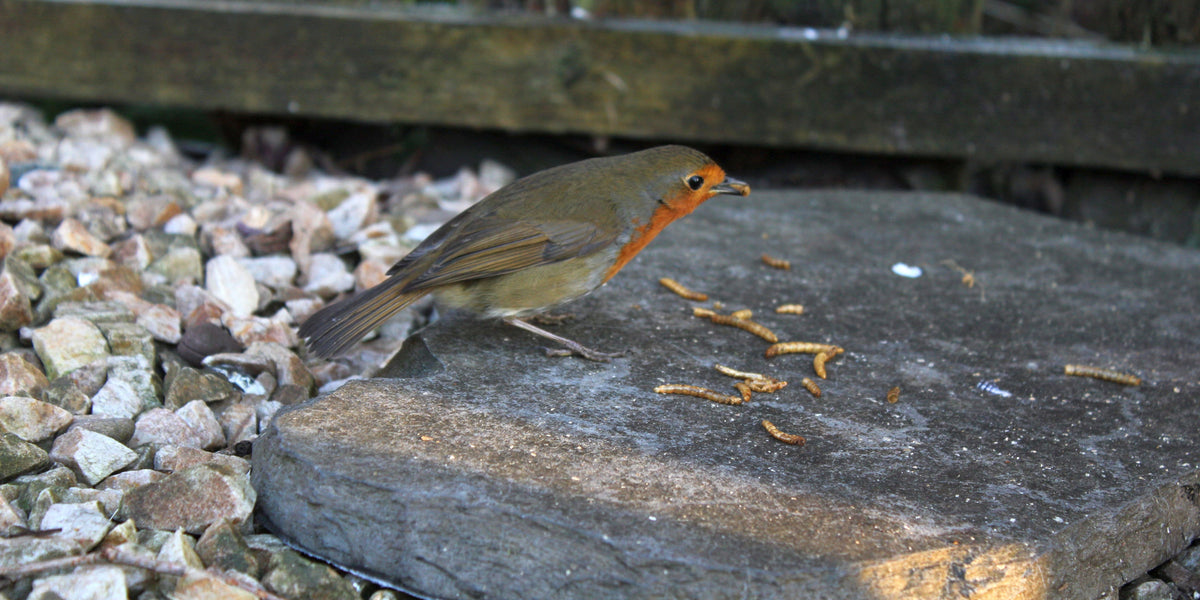 Mealworms and Calci worms for garden birds — Garden Bird Feeders