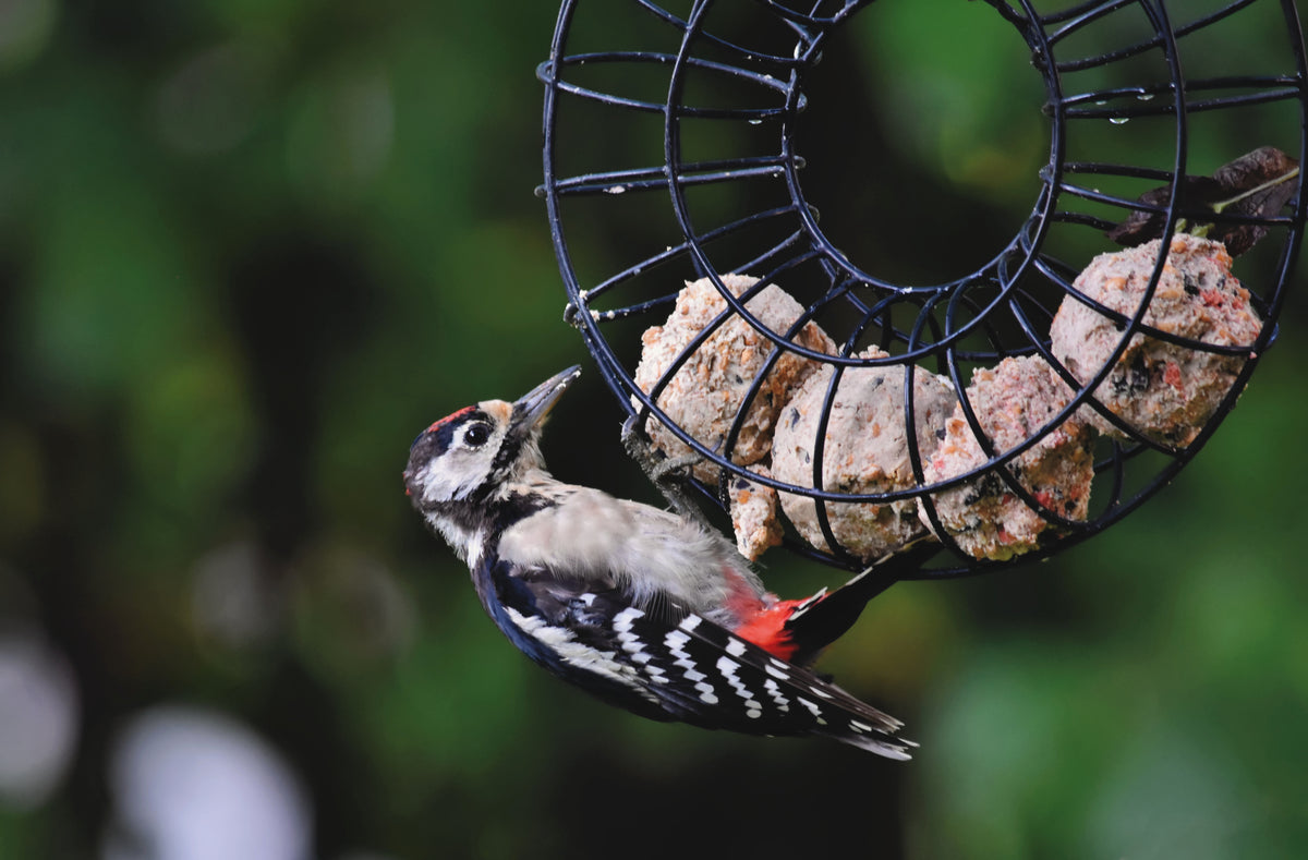 Nourishing Garden Birds: The Benefits of Suet and Fat-Based Foods ...